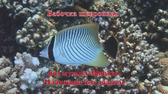 27. Бабочка шевронная под музыку Blonker Плачащая под дождем