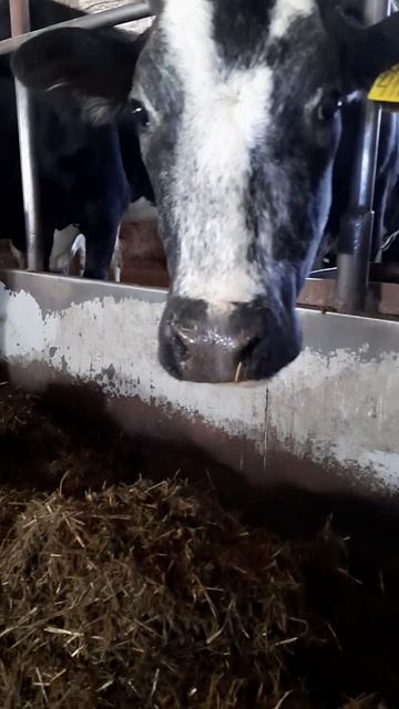 Как понять.... #юмор