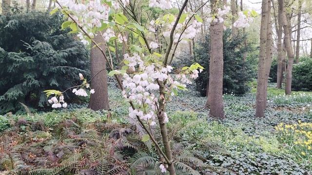 Симфония весны