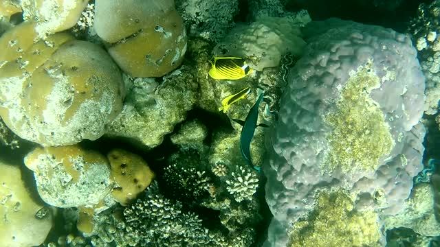 Рыбья столовка. Блюдо первое - устрицы