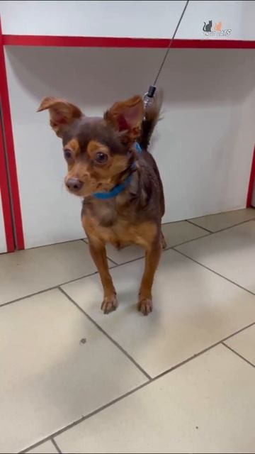 Гости зоомагазина - маленькая пищалочка Алекс