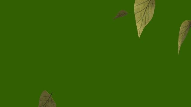 Листья листья