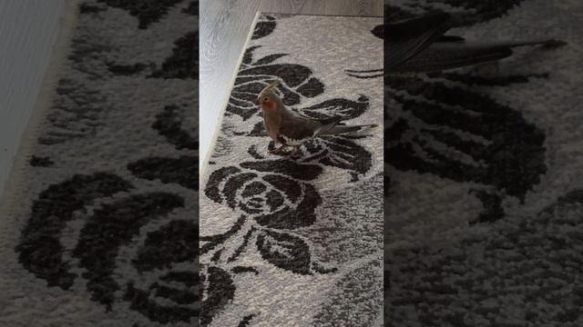 Чика-пылесос!