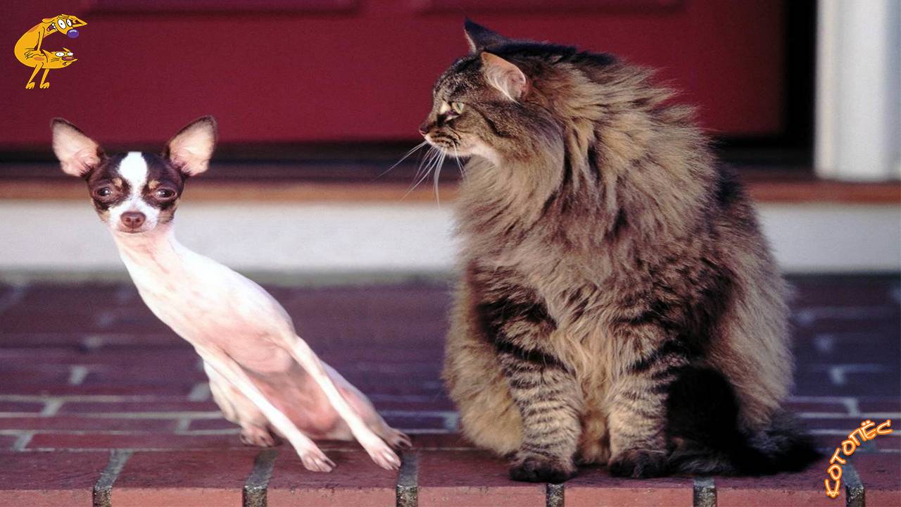 Смешные Коты и Собаки Лучшие Приколы с Животными 20