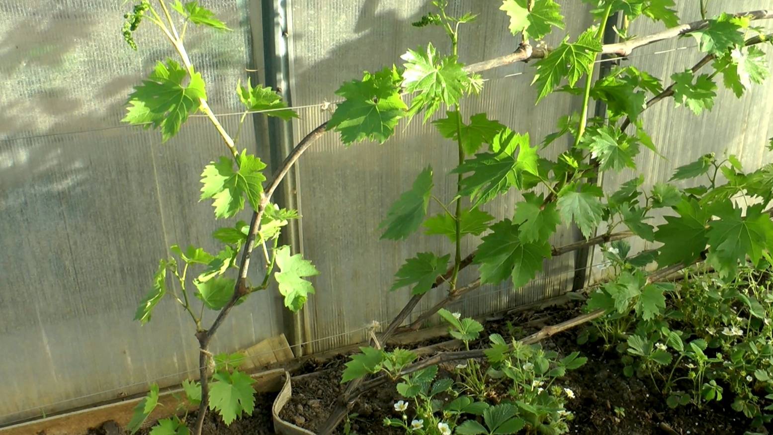 Выращиваем виноград Дубовский розовый в теплице на даче в Волгограде. Первый выпуск. Март - Апрель