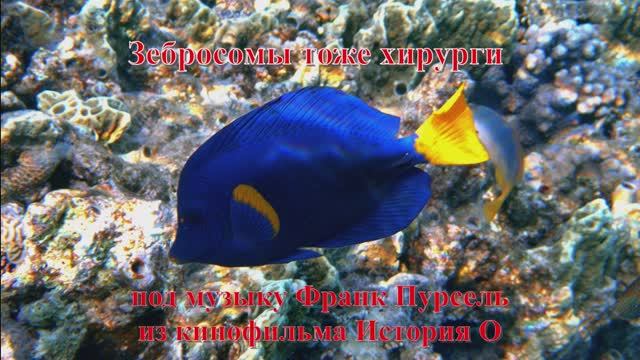 19. Зебросомы тоже хирурги под музыку Франк Пурсель из кинофильма История О