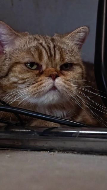 Как исправить фото с шумом с помощью нейросети в Noise Buster AI