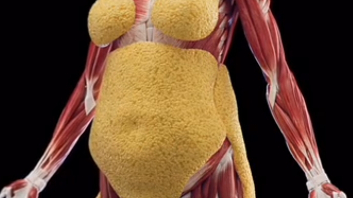 Подкожный Жир (3D-анимация)