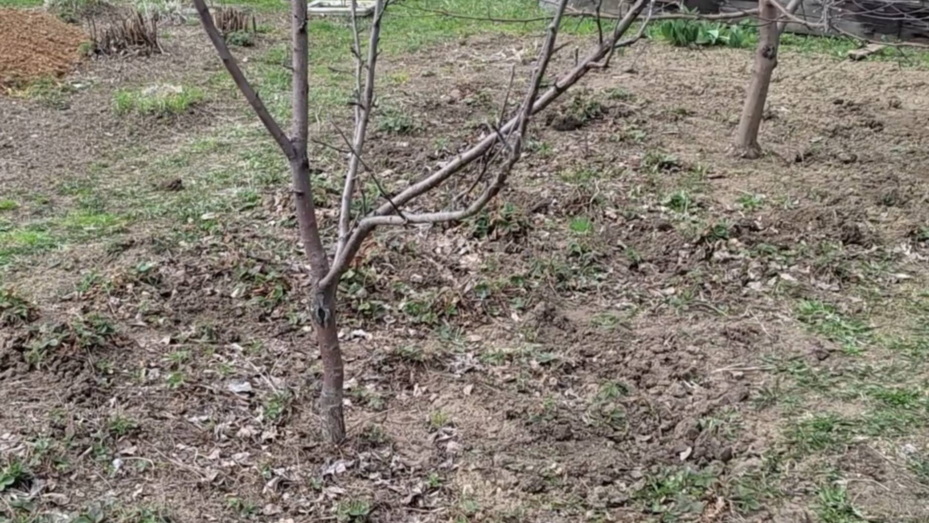 Весенняя подкормка яблонь