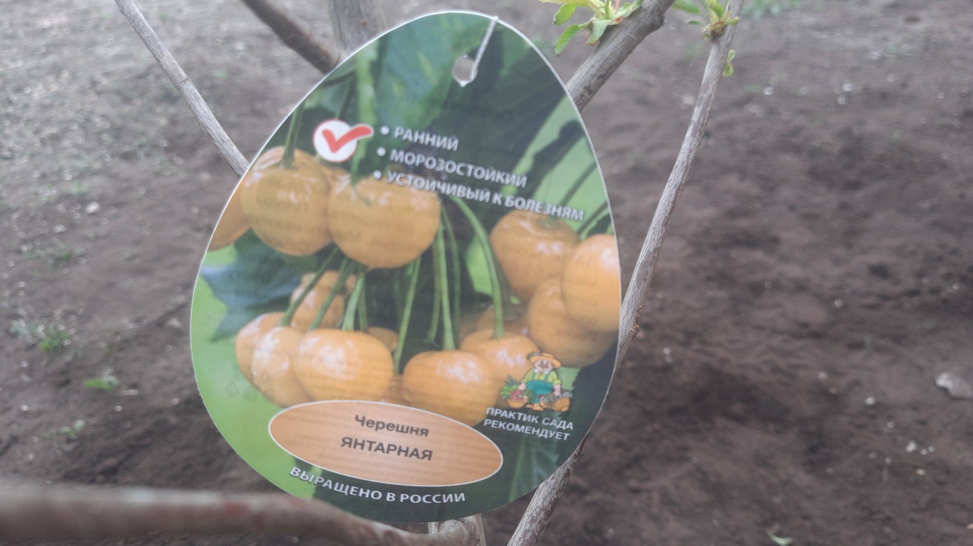 Наш сад!!🌳Весна в Кинеле.🐞Трудимся все дружно!