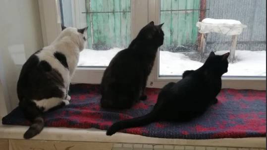 Пришли с прогулки