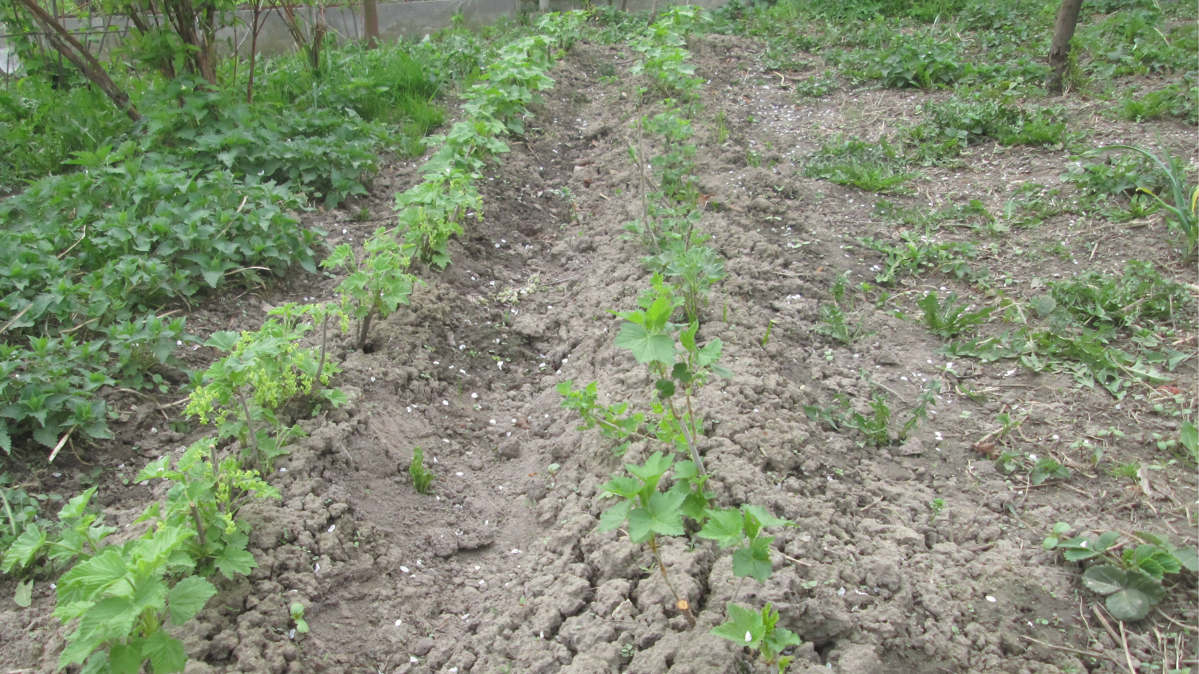 Свой питомник