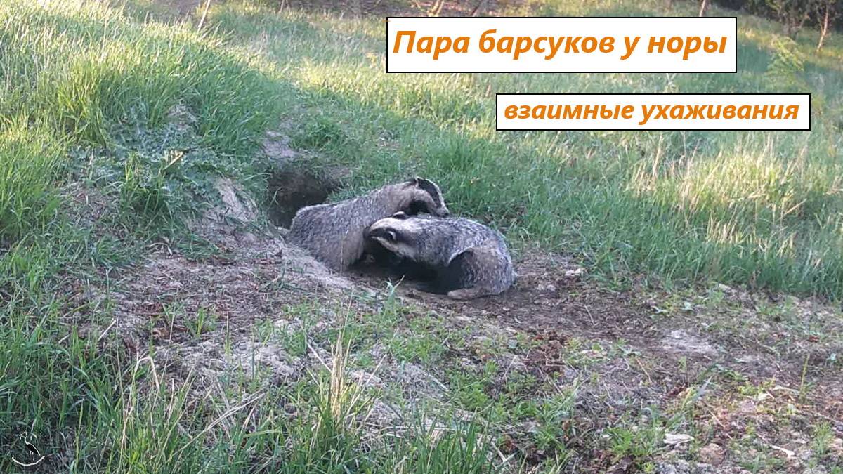 Пара барсуков - взаимные ухаживания. 20.04.25