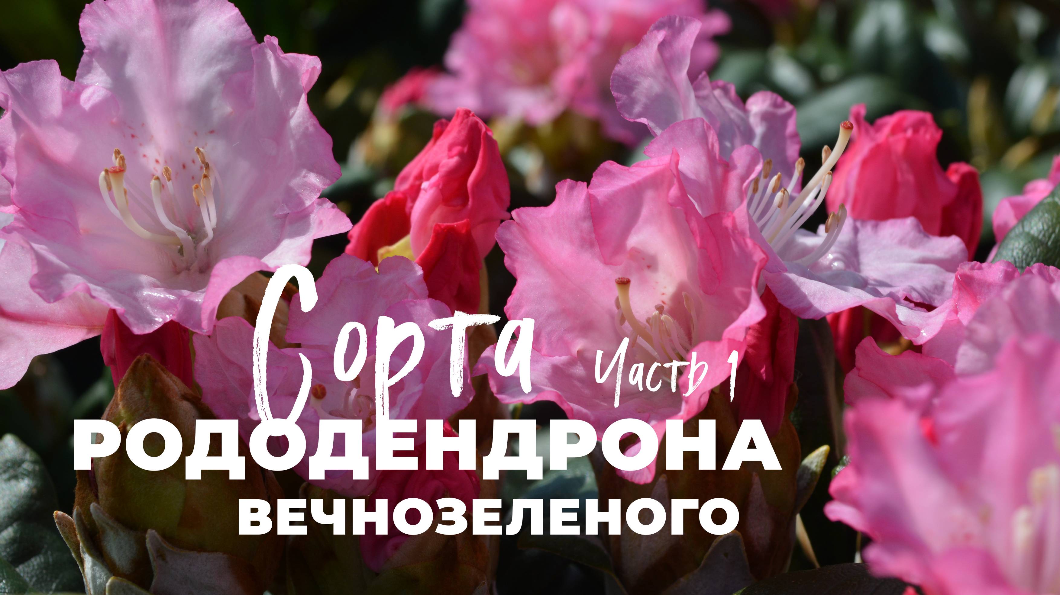 Сорта рододендрона в "Ромашкино Парк": часть 1-ая