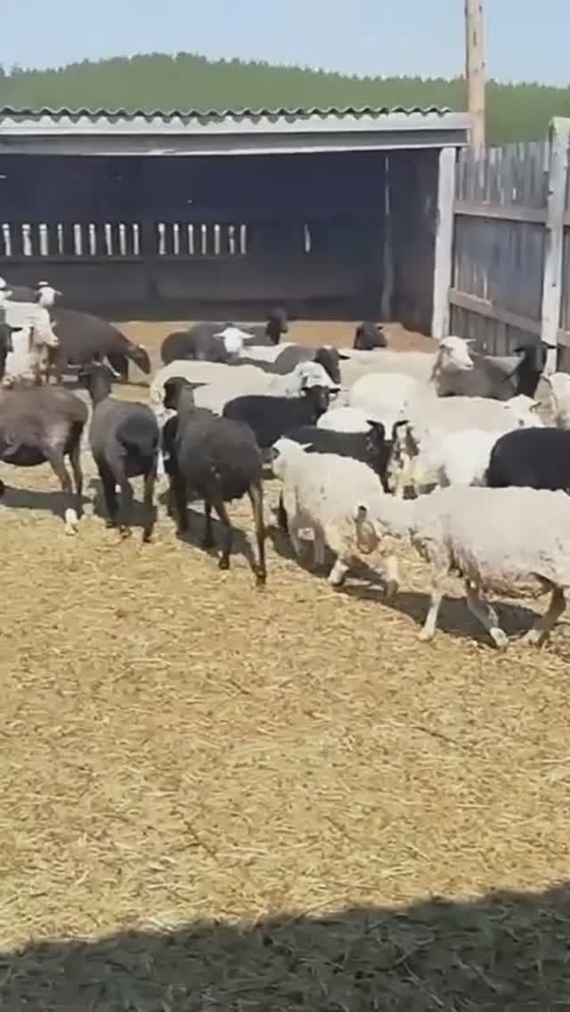 овцы для продажи на авито