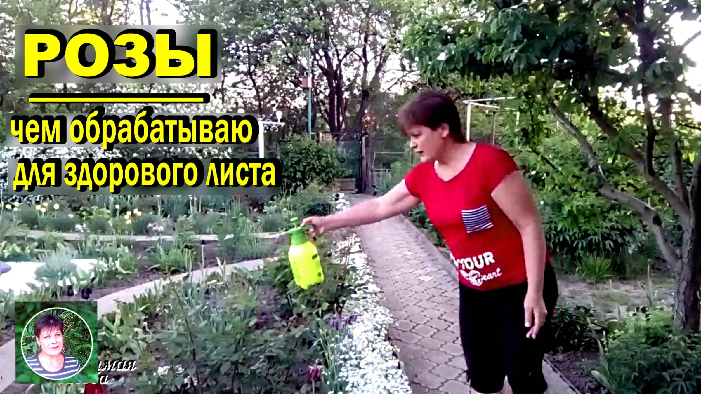 Чем опрыскать розы для здорового  листа.Примените этот препарат