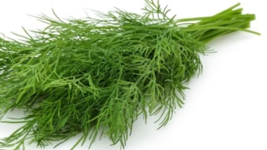 Укореняем розы кустовые