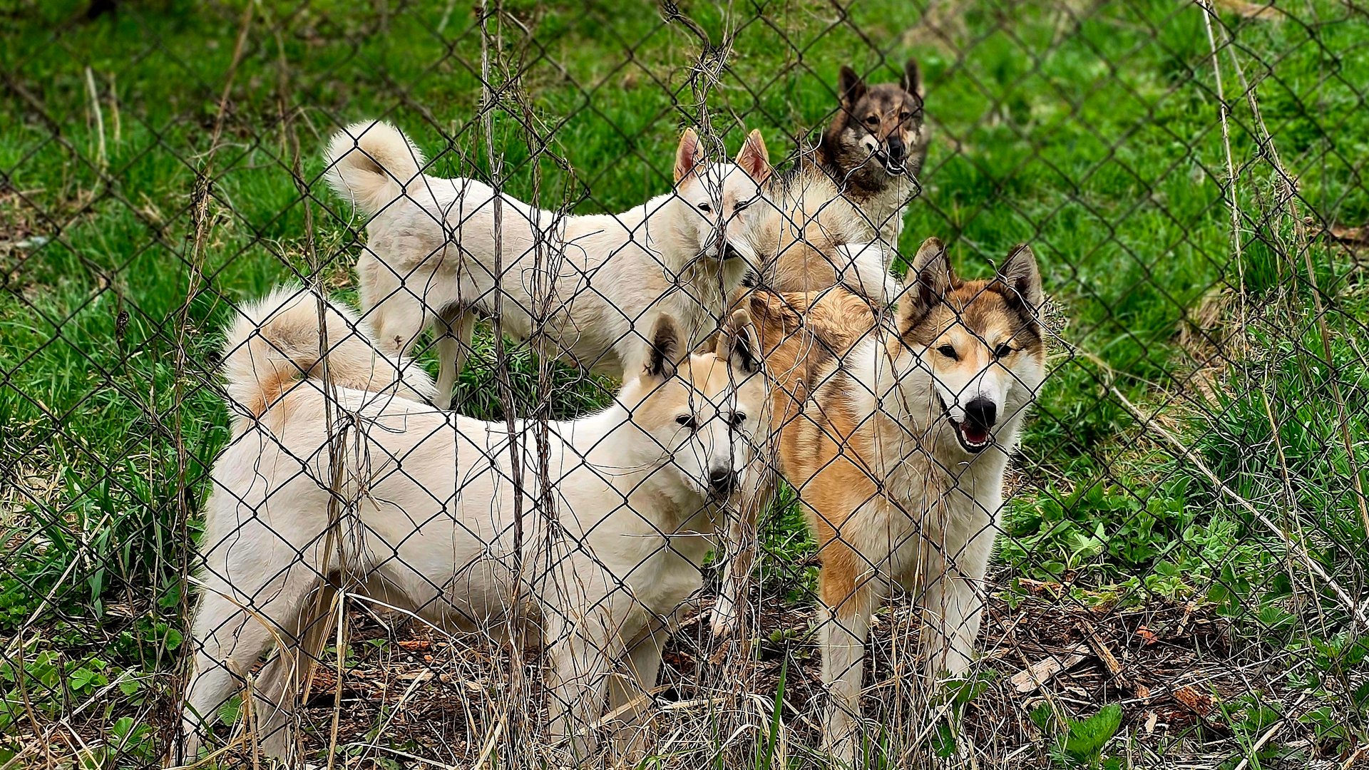Четыре килограмма за раз