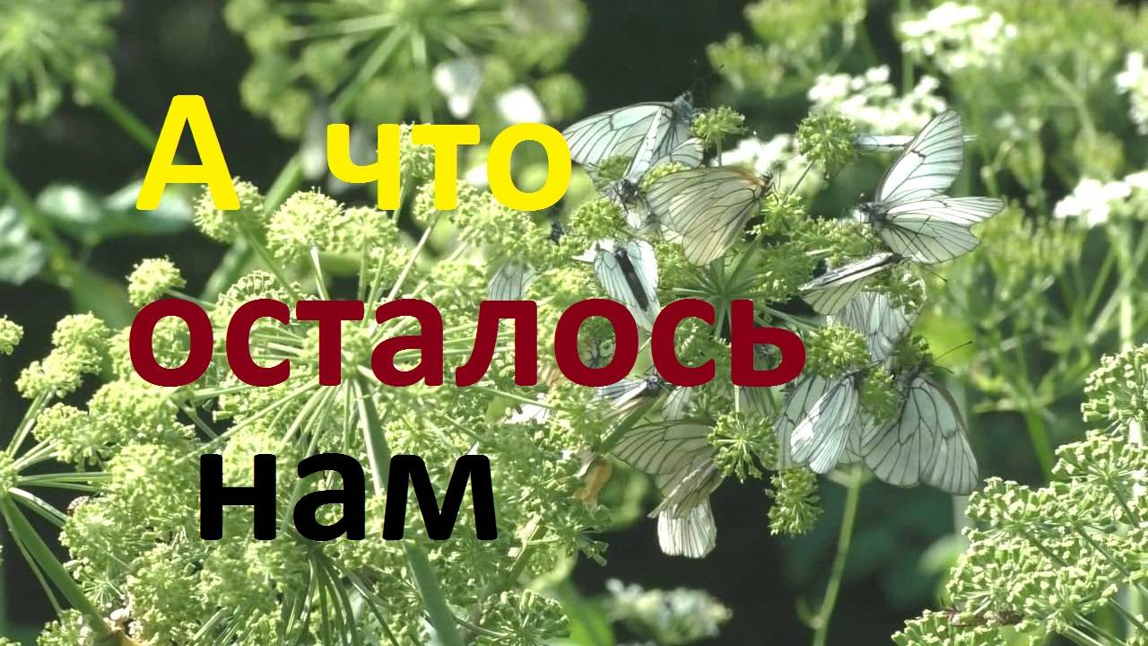 Конкуренты пчел