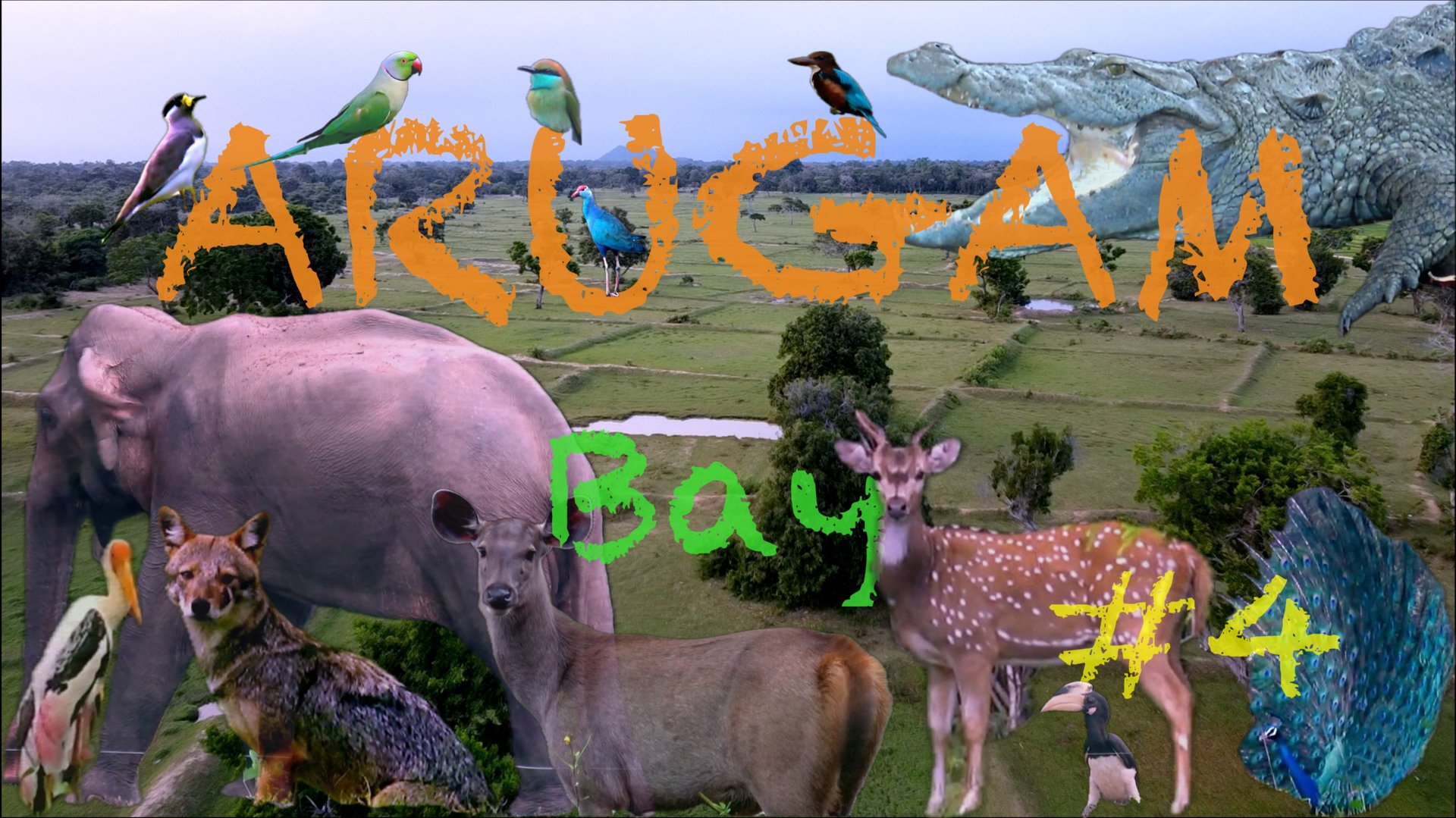 Шри-Ланка 🇱🇰 Аругам Бей🌴Сафари на байке 🏍️