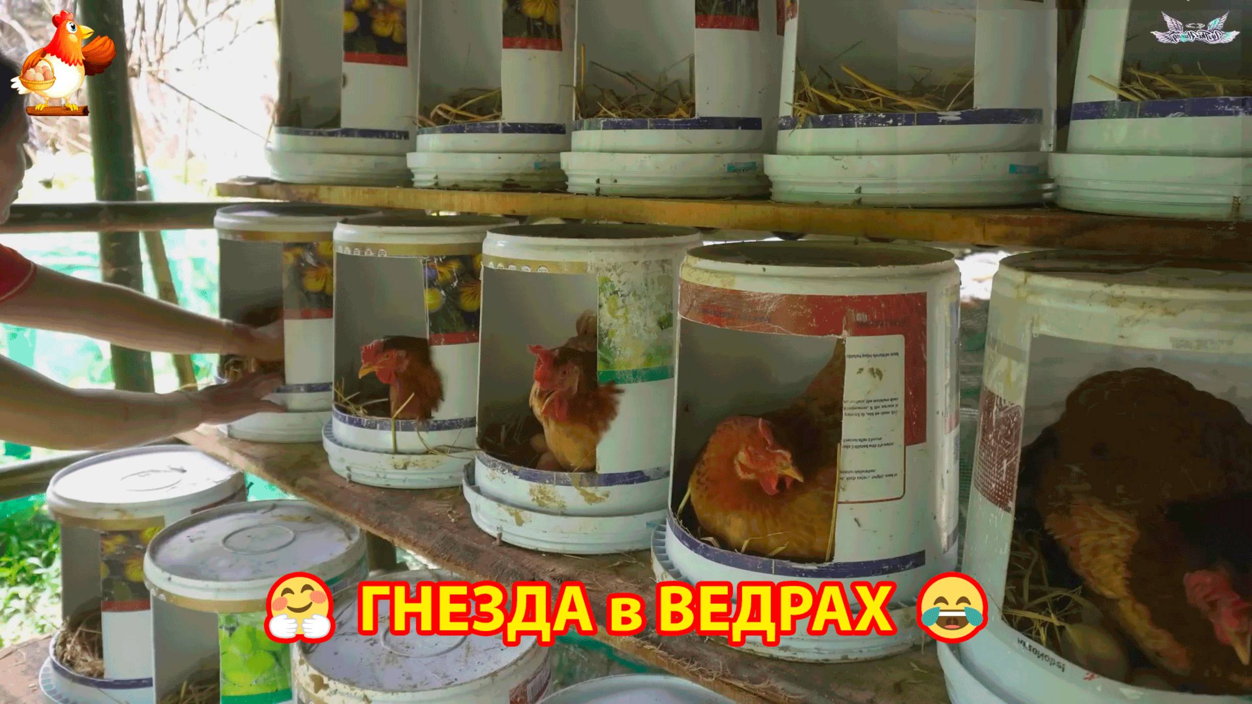 Гнезда для кур в ведрах и пошагово как сделать своими руками ❣️🤗😂
