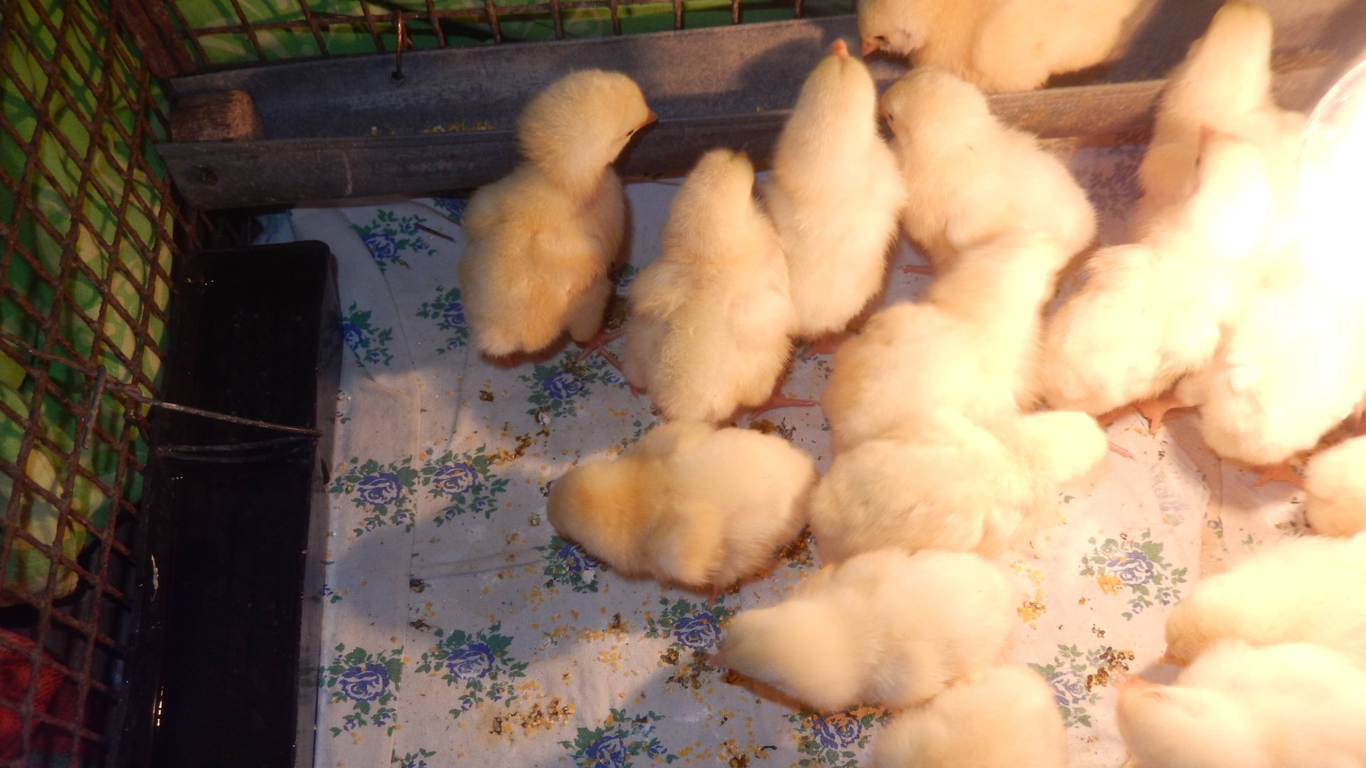 У нас пополнение. Цыплята Бройлерные.. Исполнится в субботу им две недели.