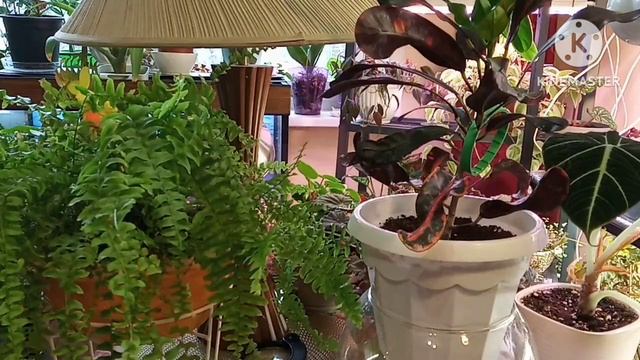 Цветы по обмену