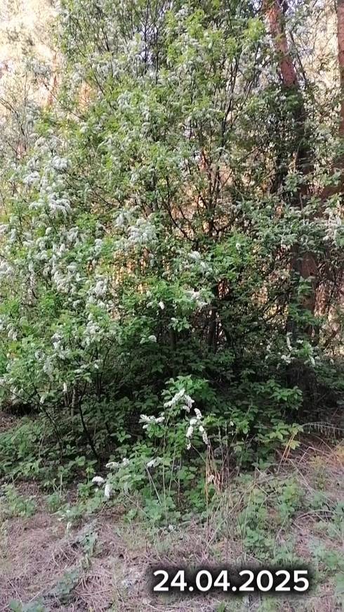 Лес 24.04.2025 МикЛаб