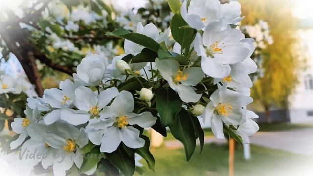 "Обычная история" авторы песни— Юрий Саульский и Игорь Шаферан. cover.