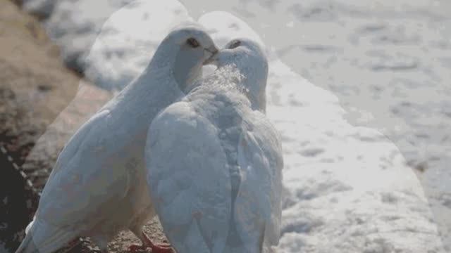 Бумеранг любви // Сергей Чуб