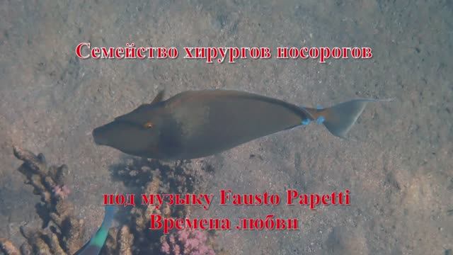 18. Семейство хирургов носорогов под музыку Fausto Papetti Времена любви