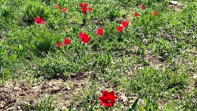 Дикие тюльпаны на Карадаге