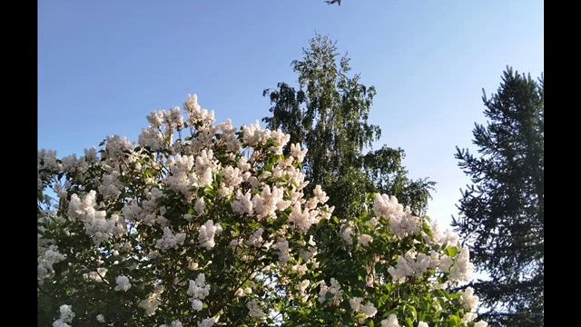 Ты улетаешь /слова: М.И. Бондарев/