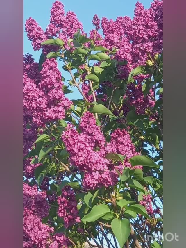Сиреневый апрель и все звуки нашей деревенской жизни.
