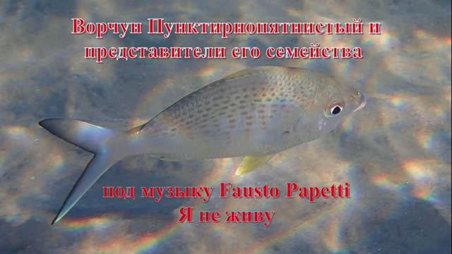 16. Ворчун Пунктирнопятнистый и представители его семейства под музыку Fausto Papetti Я не живу