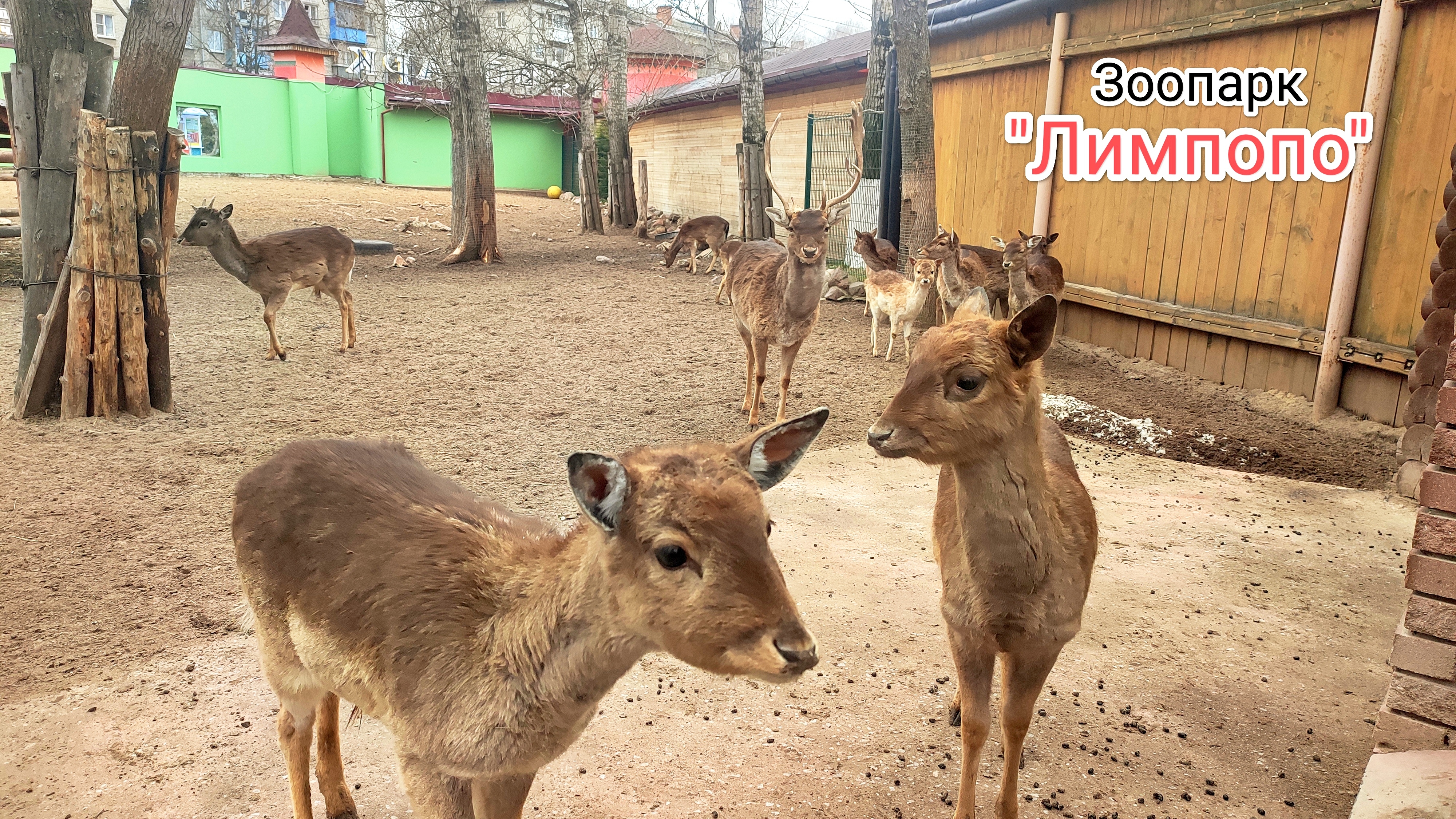 Нижегородский зоопарк "Лимпопо". Часть 1