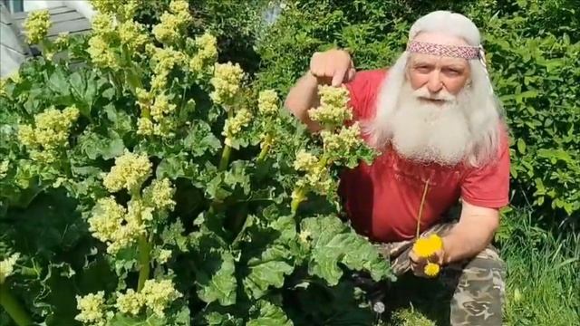 Пей ЭТО для крепкого здоровья! Сироп из одуванчиков своими руками (1)