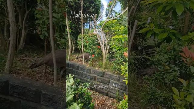 Шри-ланка. Павлины на территории отеля Аралия. Унаватуна.