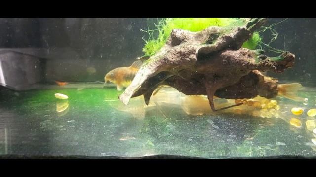 Ч 68 Аквариум Коридорасы  и др.