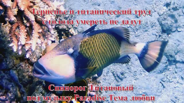 22. Спинорог Титановый Терпенье и титанический труд с голода умереть не дадут Paradise Тема любви