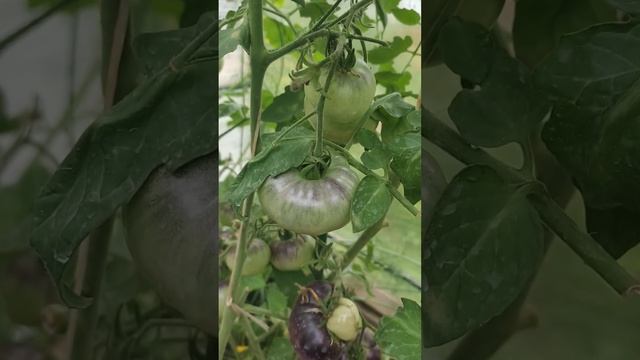 Тепличный томат из серии Новинка