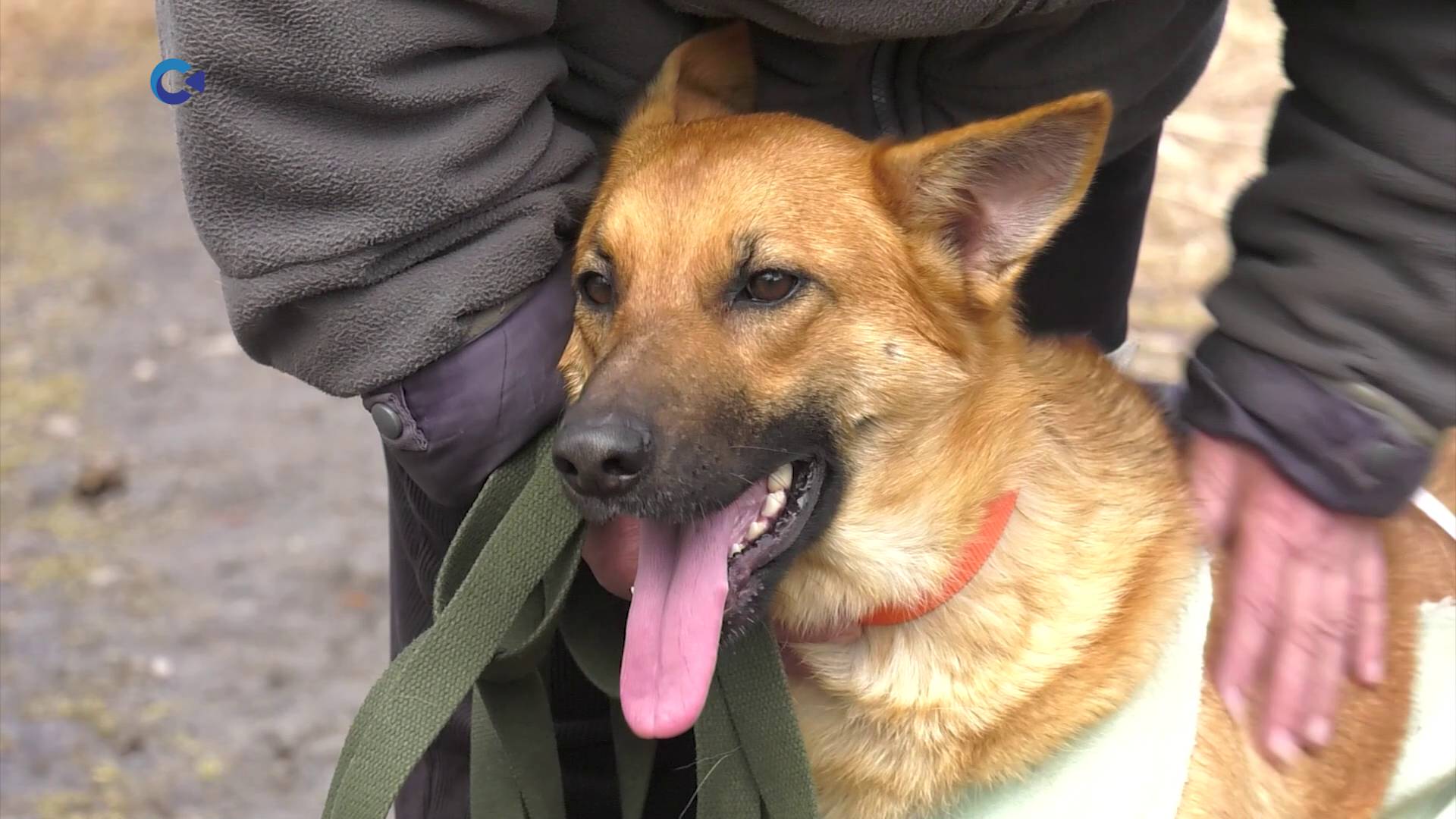 «В добрые руки» | 27.04.2025