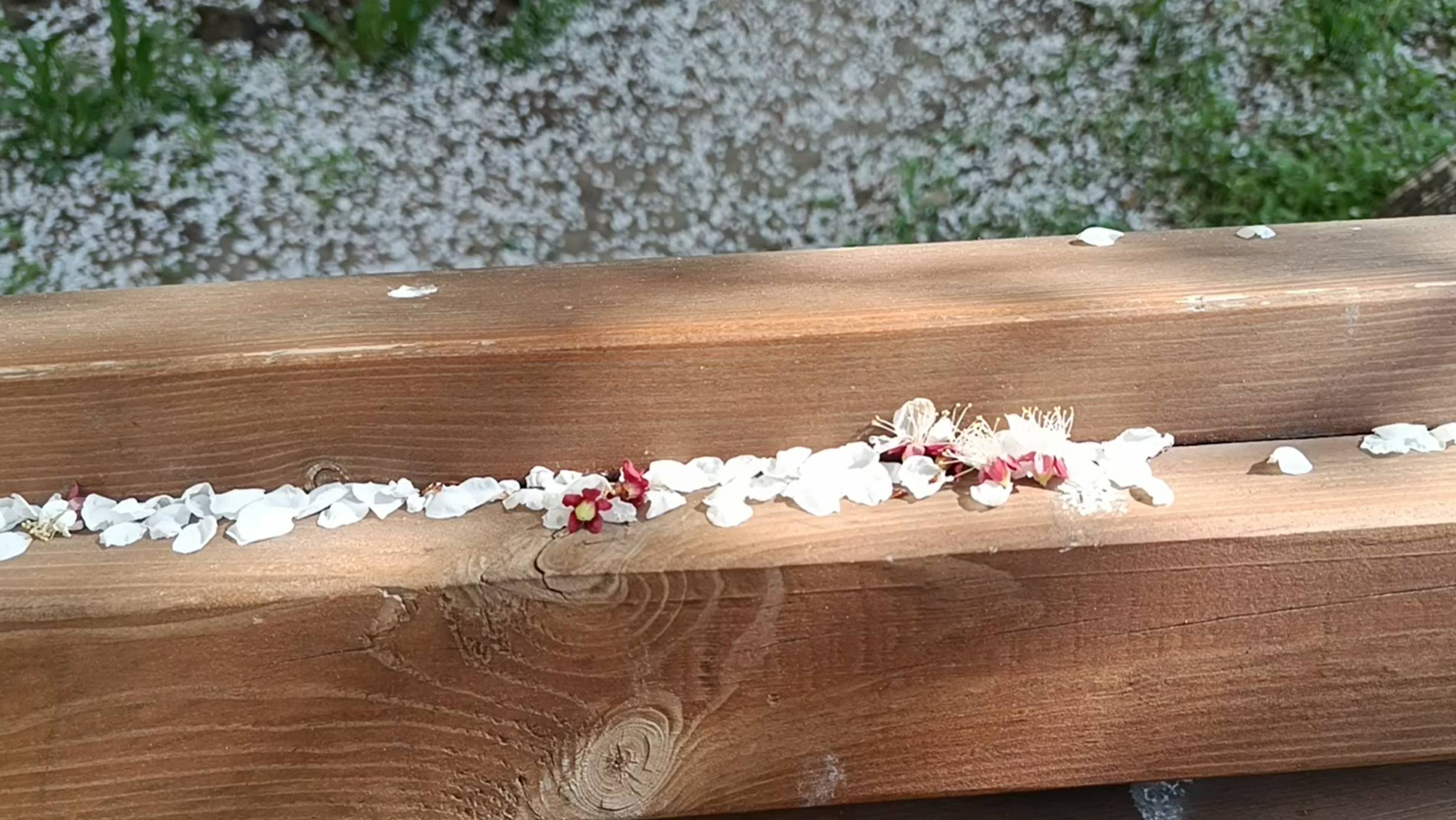 Облетает цвет абрикоса.