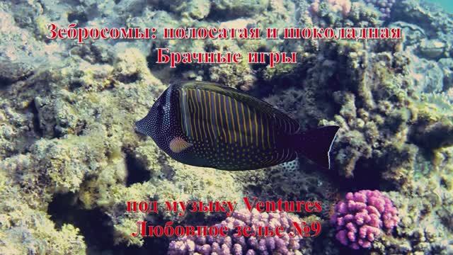 11. Зебросомы полосатая и шоколадная – брачные игры под музыку Ventures Любовное зелье №9