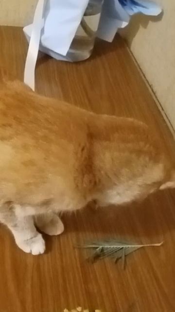 Смешные кошки. Вкусная мимоза. Кошка Буся и 8 марта. Весело и вкусно.