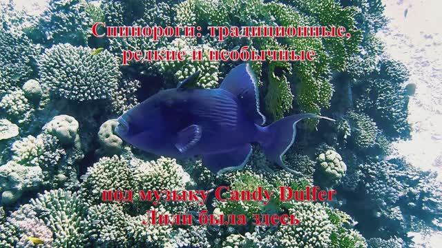 21. Спинороги традиционные, редкие и необычные под музыку Candy Dulfer Лили была здесь