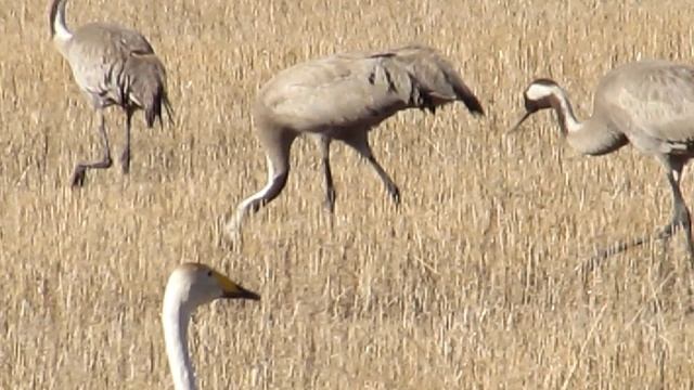 Колосовский район. 24.04.25. Лебеди, журавли.