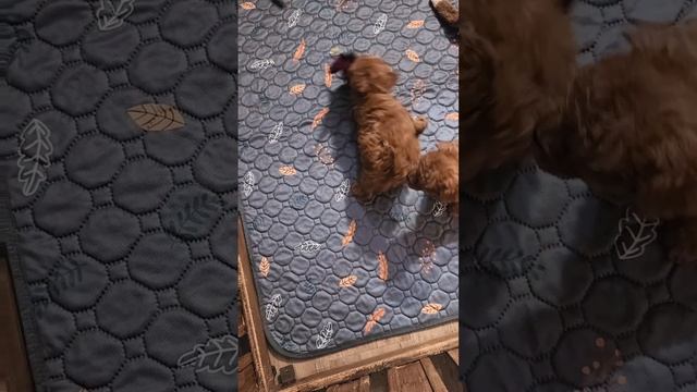 Тикап Той Пудель малыши...