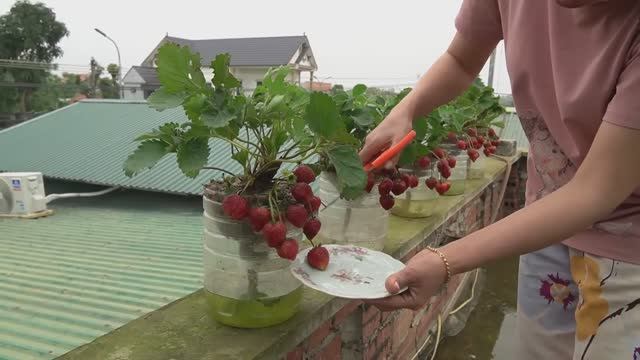 Очень просто: как быстро вырастить клубнику для сбора урожая и суперфруктов