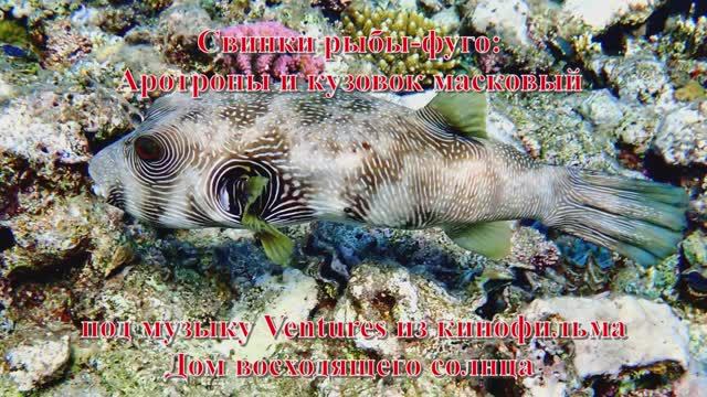 12 Свинки или рыбы-фуго  под музыку Ventures из кинофильма Дом восходящего солнца